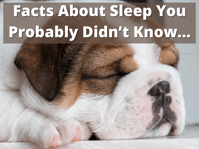 Facts About Sleep You Probably Didn’t Know… - Thom Byxbe's Research Desk