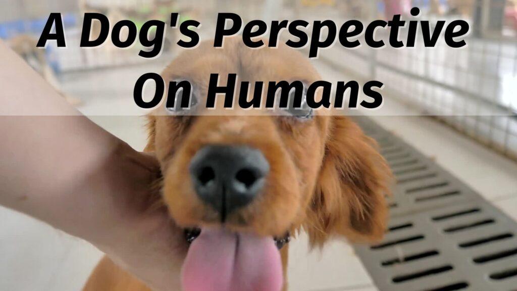A Dog's Perspective On Humans - Thom Byxbe's Research Desk