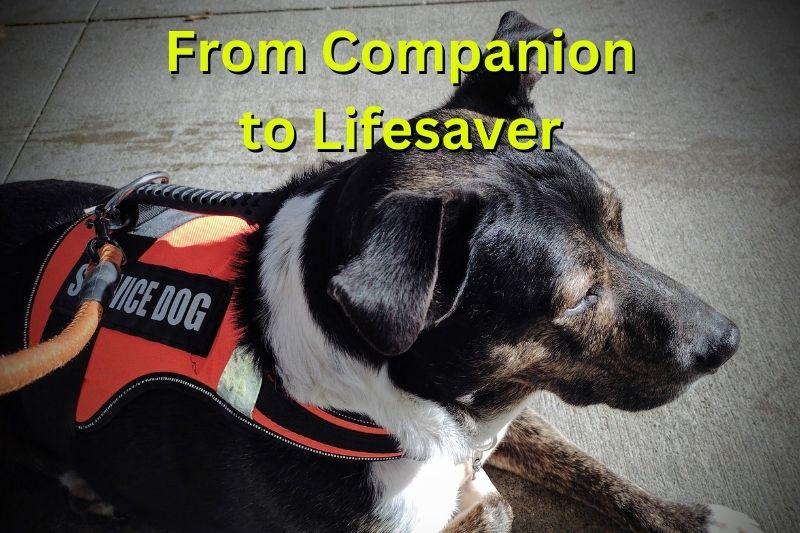 From Companion to Lifesaver: How Service Dogs Transform Lives - Thom Byxbe's Research Desk
