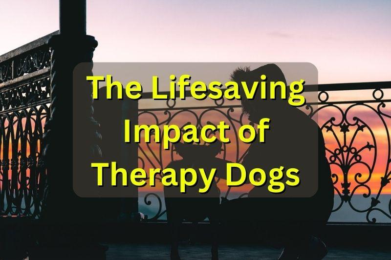 The Lifesaving Impact of Therapy Dogs - Thom Byxbe's Research Desk