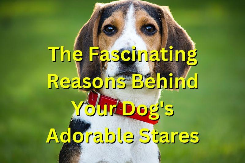 The Fascinating Reasons Behind Your Dog's Adorable Stares - Thom Byxbe's Research Desk